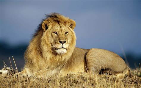 [700 ] Lion Pictures