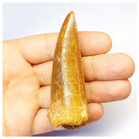 Dinosaur Fossil Tooth Huge Carcharodontosaurus Saharicus Dinosaur