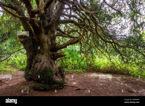 Yew Tree In The Ancient Kingley Vale Yew Forest With Trees Estimated Up