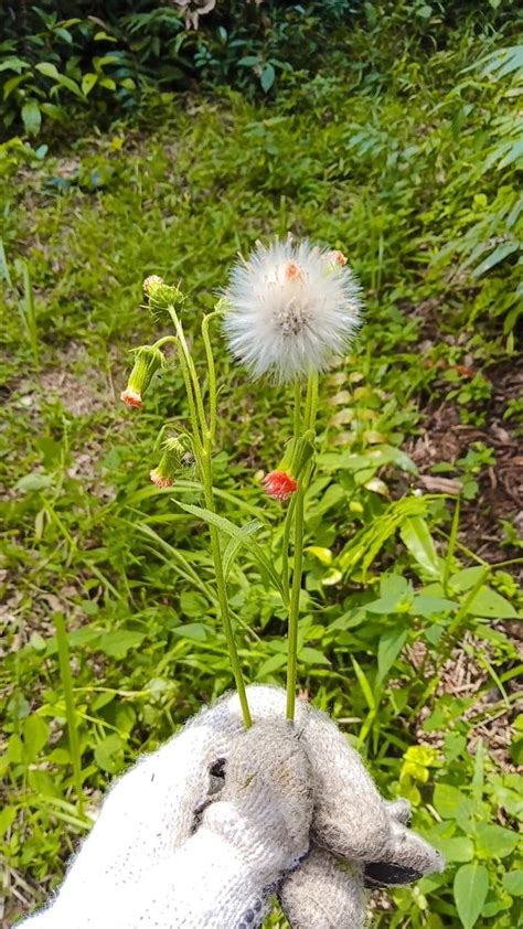 Pin Oleh Sasa Niah Di Pap Bunga Bunga