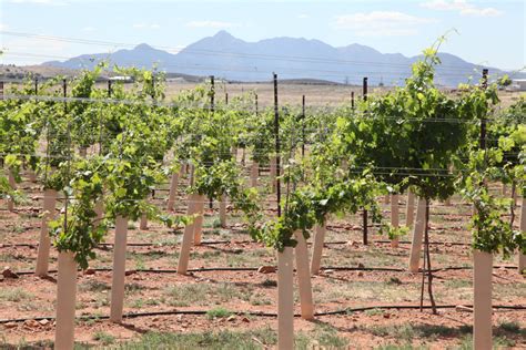 Sonoita And Elgin Az Wine Country