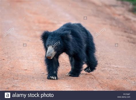 Sri Lankan Bear In The Jungle Stock Photo Alamy