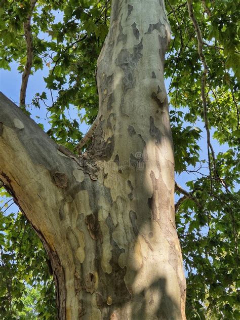 Platanus Tree Bark Close Up Trunk Of An Old Tree With Textured Bark