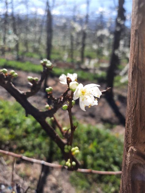 Rora Orchards Pty Ltd Wolseley