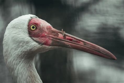 Siberian Crane Grus Leucogeranus Information Earth Life
