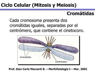 Tema 10 Ciclo Celular Y Mitosis Ppt
