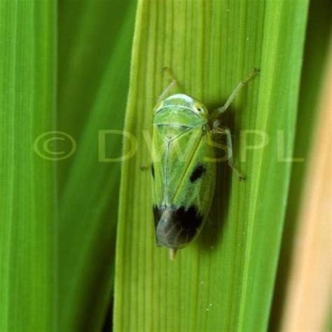 Rice Pest Bb Object Detection Dataset V2 Bb Resized 640 By Samkeun5
