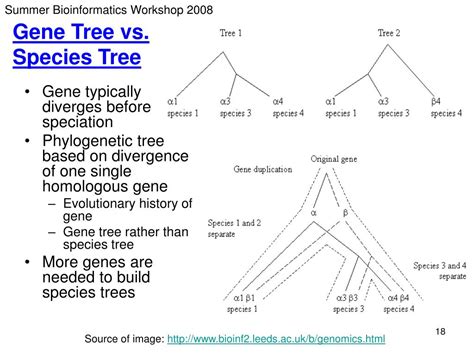 Ppt Comparative Genomics And Phylogenetics Powerpoint Presentation