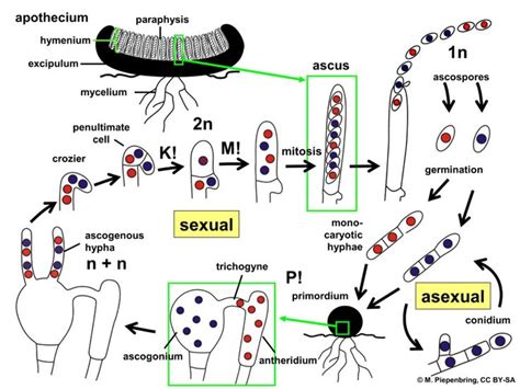 What Is The Difference Between Ascomycota And Basidiomycota Pediaa