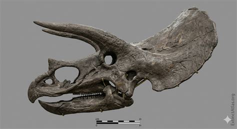 Triceratops Horridus Facts Size Diet And Everything You Need To Know