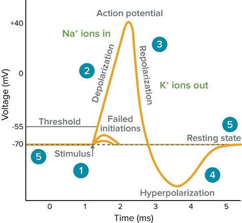 Action Potential Chart Understanding Membrane Potential