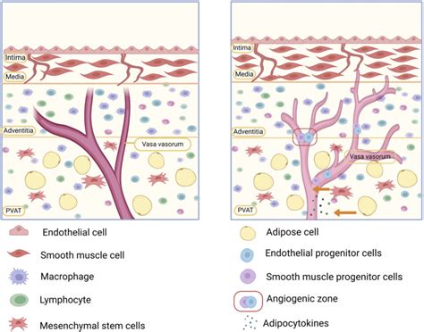 The Vascular Microenvironment And Its Stem Cells Regulate Vascular