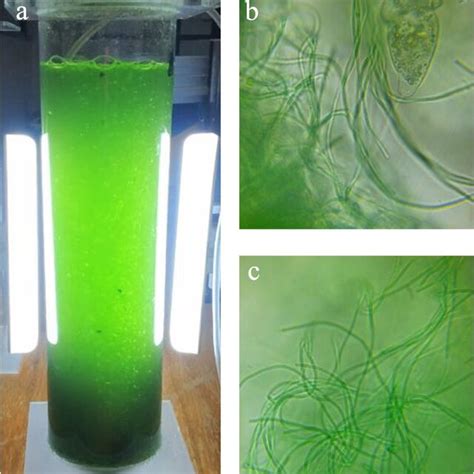 A Adsorption Of Contaminants For Variable Algal Dose Gl At 5