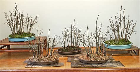 Creating A Beech Forest Bonsai Valavanis Bonsai Blog