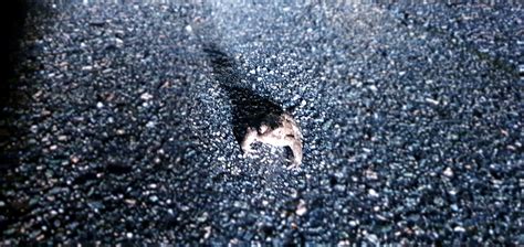 Just Ran Over A Toad Heres Another One Rnotinteresting