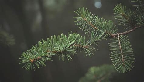 Premium Photo Pine Branch Aesthetic Nature Background