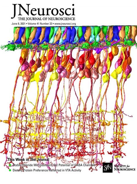Sharp Vision Understanding Early Visual Processing In The Avian