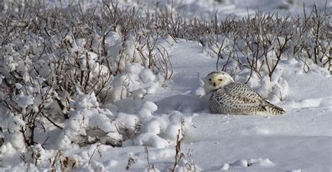 Snowy Owl Habitat