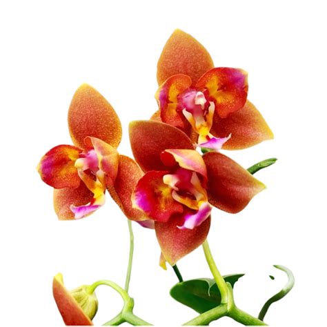 Phalaenopsis Meidarland Chambe 3253 Peloric Parfumata Secret