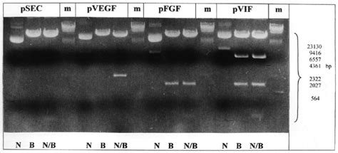 Restriction Digestion Mapping Of Psec Pvegf Pfgf And Pvif Vectors Download Scientific Diagram