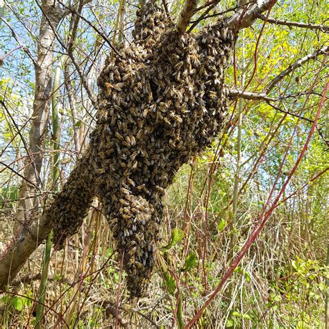 Killer Bee Photos Killer Bee Photos Images And Pictures