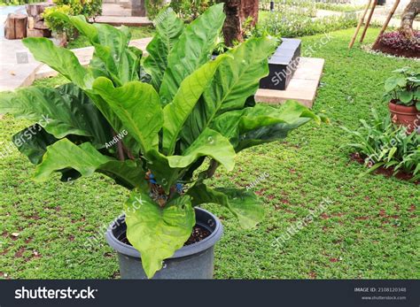 Birds Nest Anthurium At Leonard Gagliano Blog