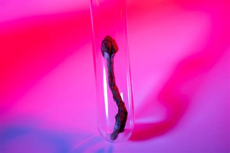 Lsa Vs Lsd What Is The Difference Psychedelic Spotlight