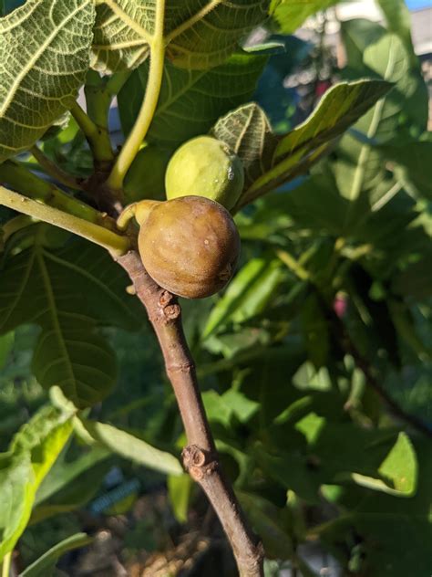 Fig Hunters How To Achieve The Perfect Fig Rfigs