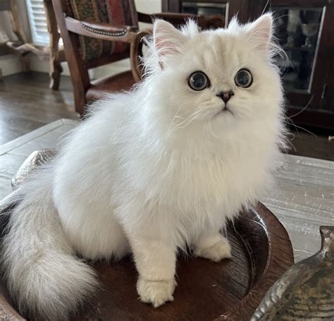 Chinchilla Silver Perfect Persians