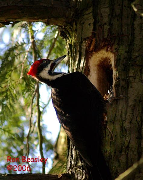 Just Pictures Tiger Lilly