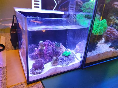 Nano Build Pnw Small In One Buildfinally Reef2reef