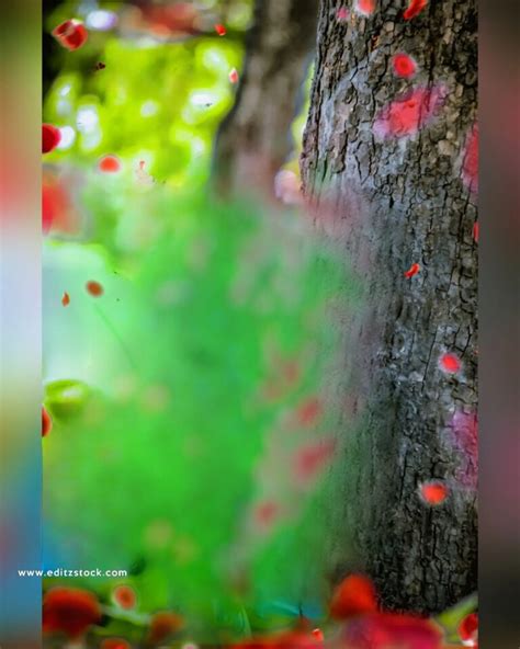 Tree Free Cb Editing Background Images