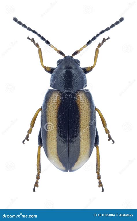 Phyllotreta Nemorum The Turnip Flea Beetle Or Yellow Striped Flea