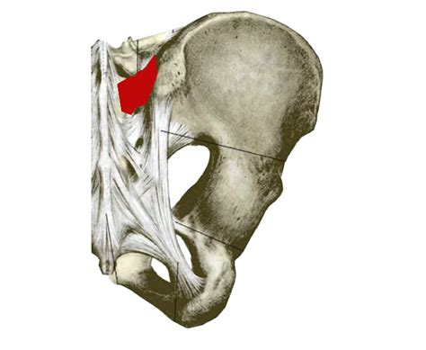 Interosseous Ligament Si Joint