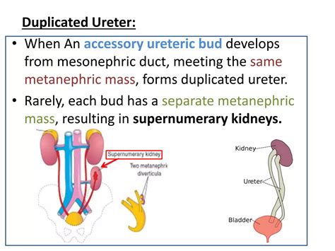 Embryology Of Urinary System By Dr Majid Kakakhel Ppt
