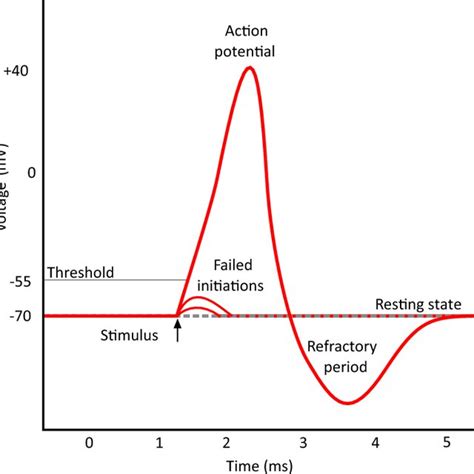 Action Potential Of A Neuron Incoming Currents Progressively Raise The
