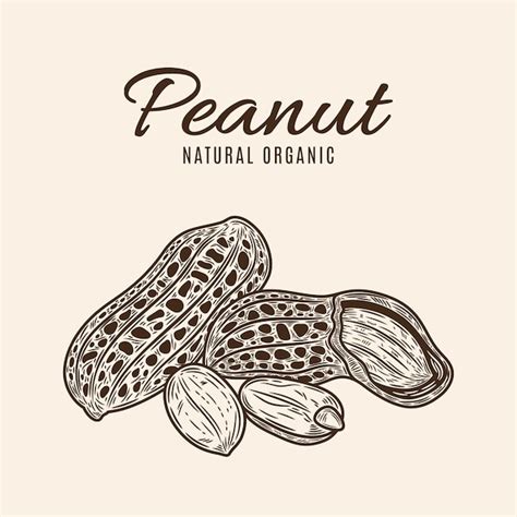 Premium Vector Vector Peanuts Handdrawn Illustration