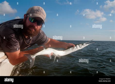 Hound Fish Also Called Crocodile Needlefish Patrol The Flats In
