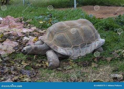 Aldabra Tortoise Turtle Stock Image Image Of Wallpaper 64683575