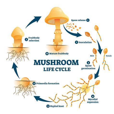 Premium Vector Mushroom Anatomy Life Cycle Stages Diagram