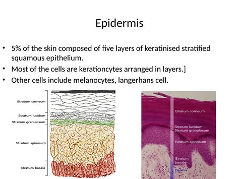 Skinpptx Presentation On Skin And Its Layers Information Pptx