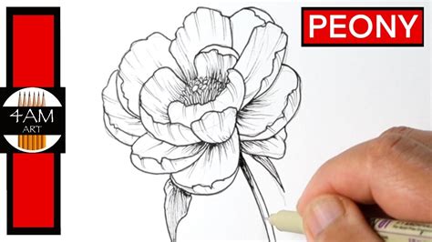 Simple Peony Drawing