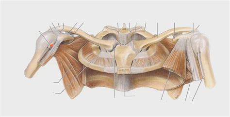 Joints Diagram Diagram Quizlet
