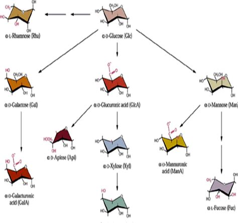 Ne Ss Fe ~ I The Different Macromolecular Structures And