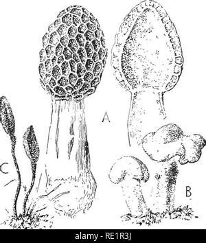Morchella Cross Section Full Article Four New Species Of Morchella
