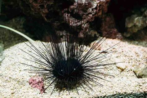 Hawaiian Animals 23 Most Common Animals In Hawaii