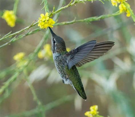 15 Evolution Mysteries That Still Baffle Scientists Science Sensei