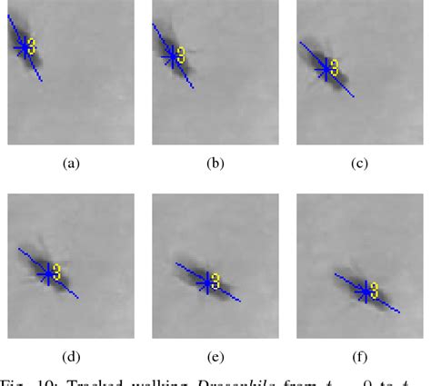 Figure 1 From Multiple Drosophila Tracking And Posture Estimation Algorithm Semantic Scholar