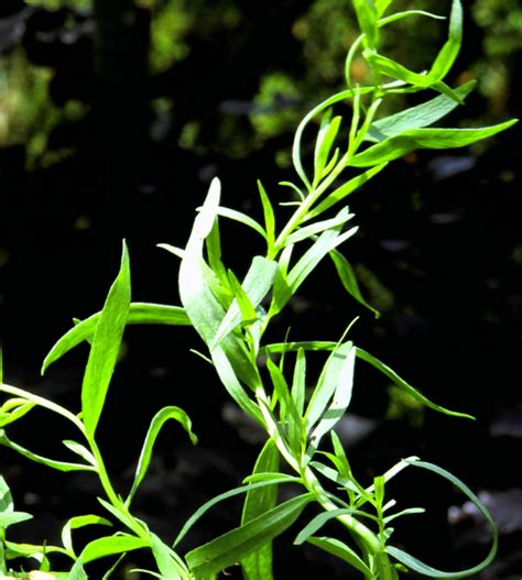 Estragon Biolandes