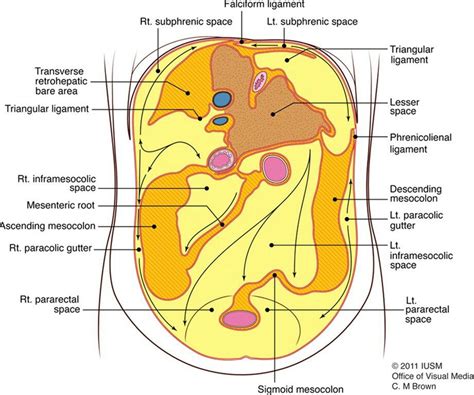 Peritoneal Recesses Peritoneum Medizin